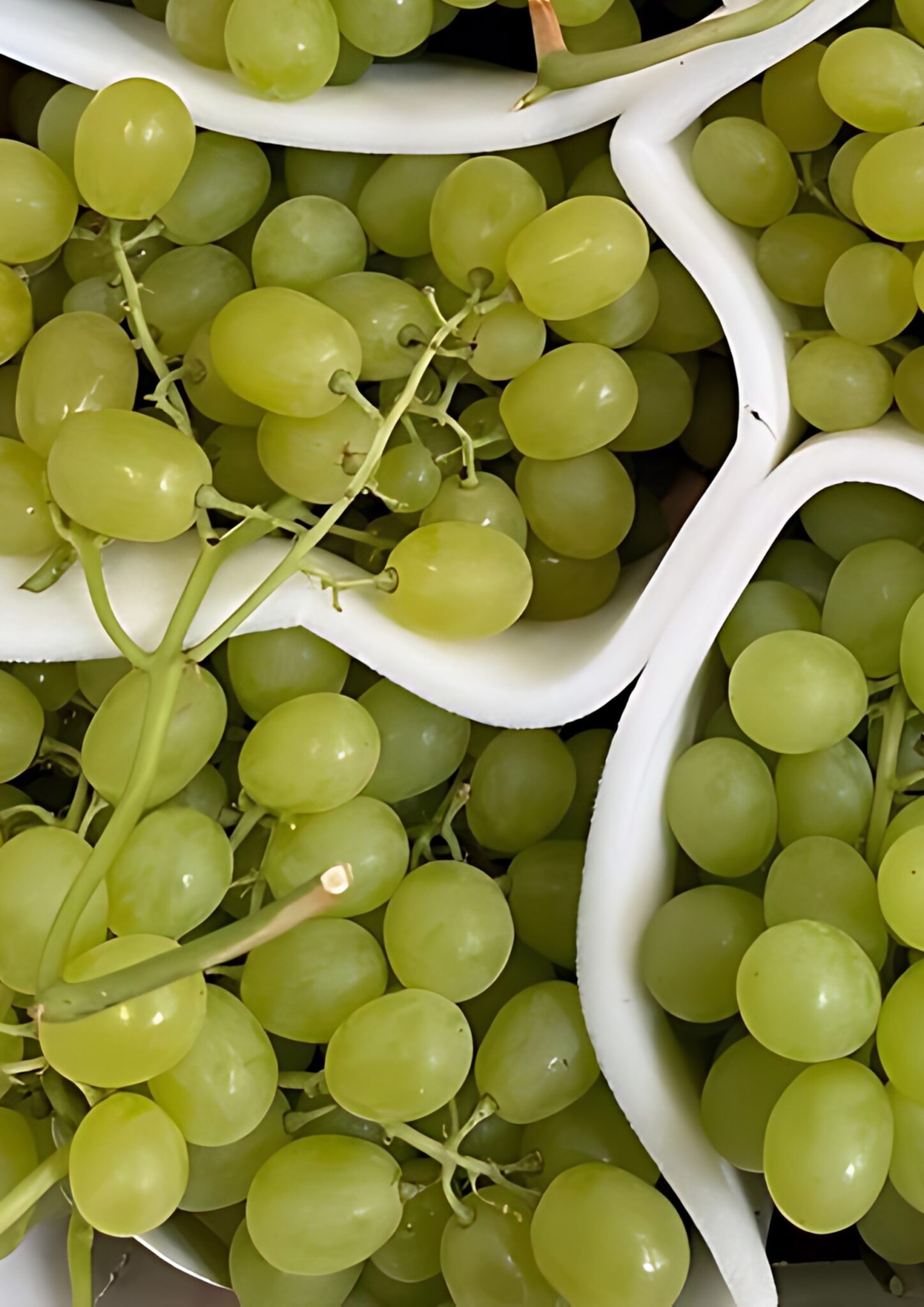 Early Sweet Grapes – Rotto